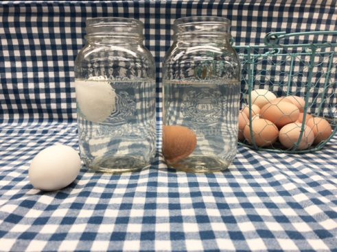How to Test Eggs for Freshness | The Village at Black Creek