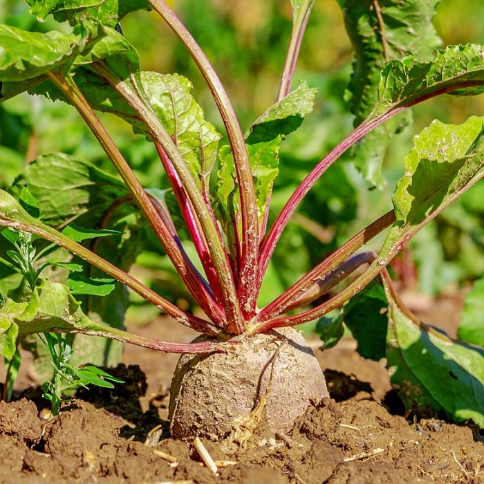 Lesson: How Does Your Garden Grow? - The Village at Black Creek